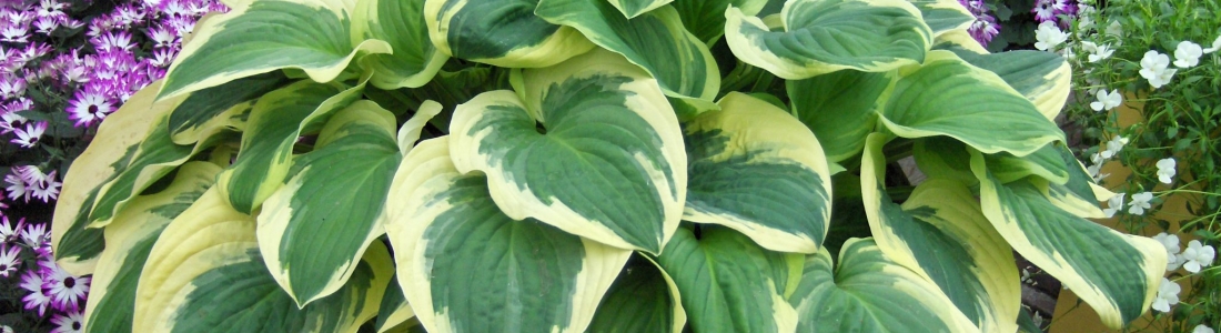 Hosta 'Frozen Margarita' - Greenseasons