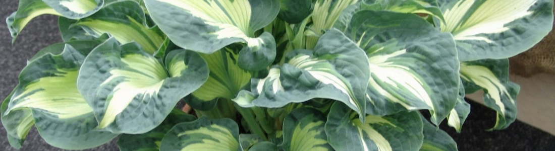 Hosta ‘Golden Meadows’ ® - Greenseasons