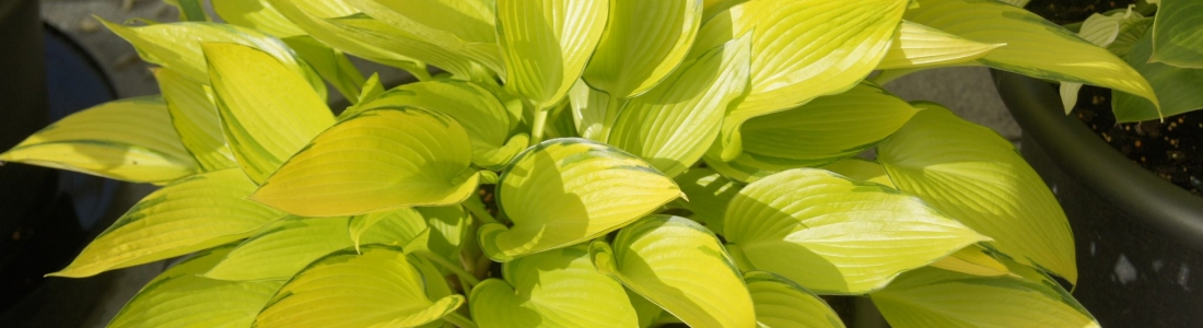 Hosta ‘June Fever’ ® - Greenseasons