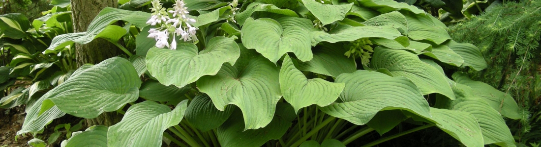 Hosta 'Kingsize' - Greenseasons