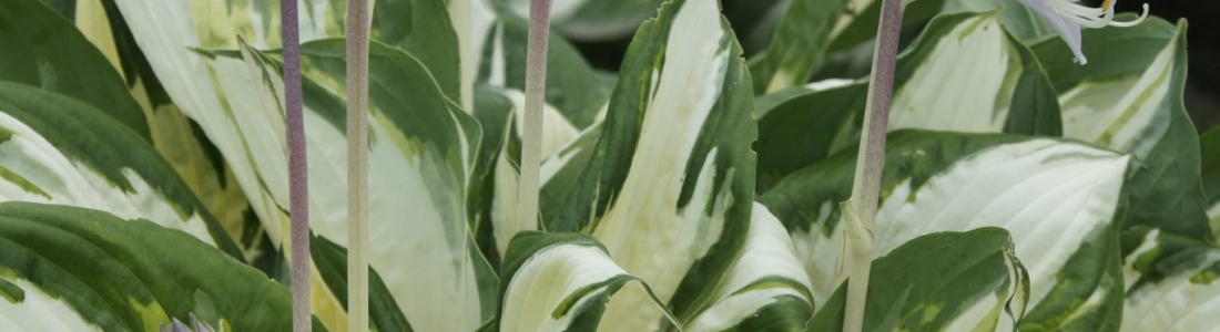 Hosta ‘Loyalist’ ® - Greenseasons