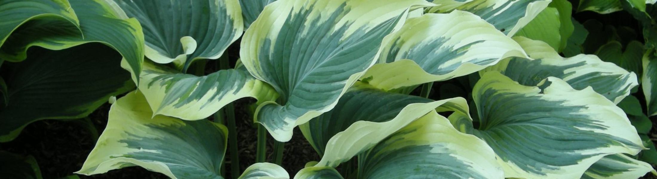 Hosta ‘Majesty’ - Greenseasons