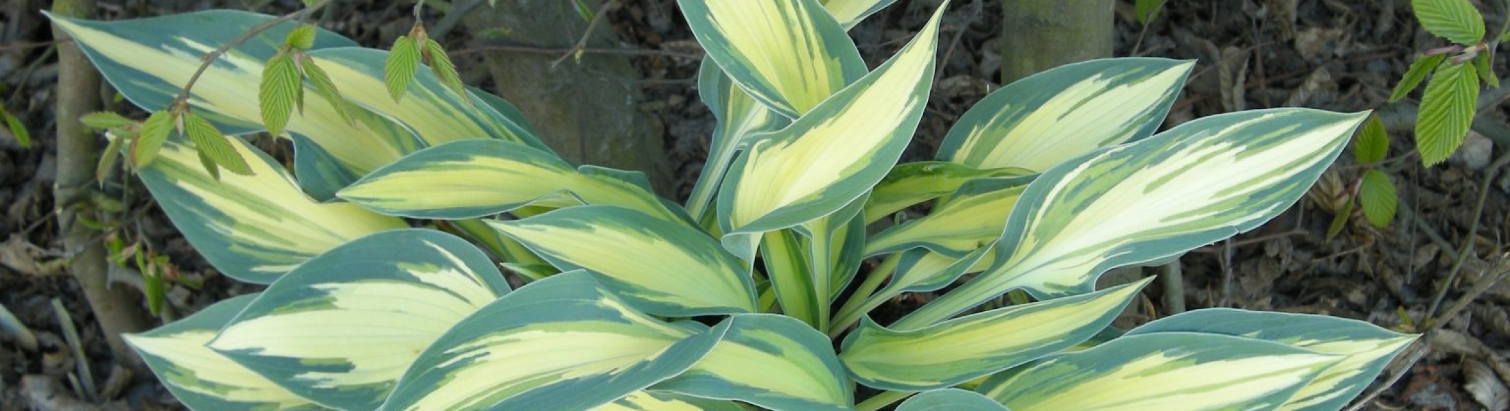 Hosta 'Party Popper' - Greenseasons