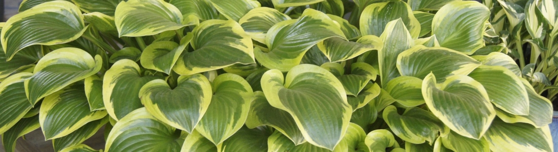 Hosta ‘Queen Josephine’ - Greenseasons