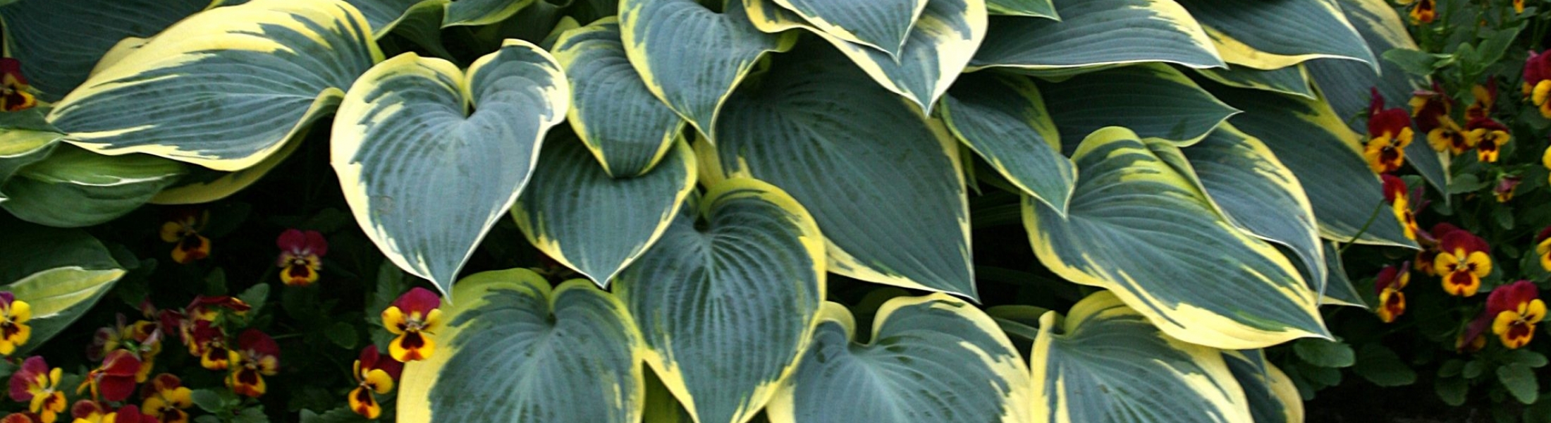 Hosta ‘Valley’s Glacier’ - Greenseasons