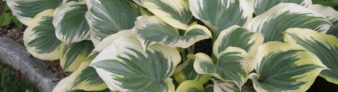 Hosta ‘Victory’ - Greenseasons
