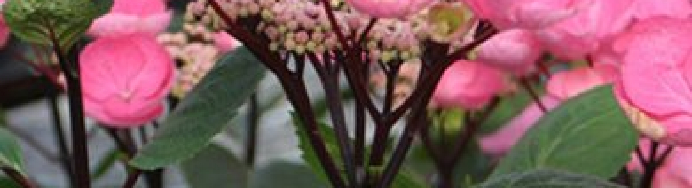 hydrangea-macr.-black-steel-zambia - Greenseasons
