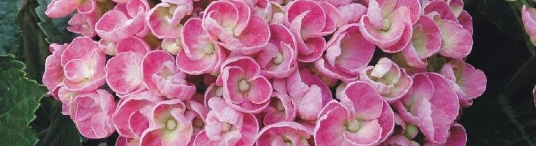 Hydrangea macrophylla 'Curly Wurly Pink' - Greenseasons