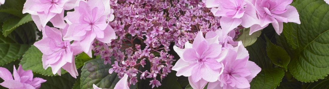 Hydrangea macrophylla 'Doppio Rosa' - Greenseasons