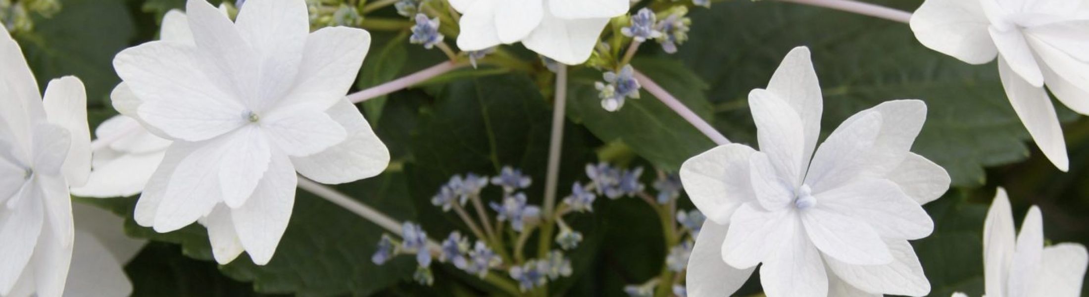 Hydrangea macrophylla 'Hanabi' - Greenseasons