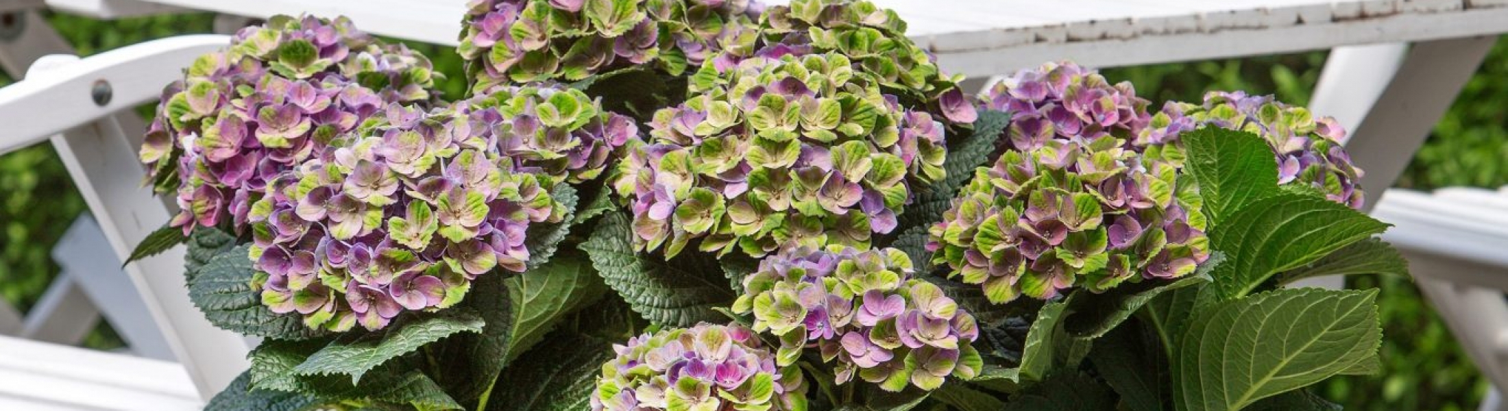 Hydrangea macrophylla ‘Magical Coral’® (blue-form) - Greenseasons