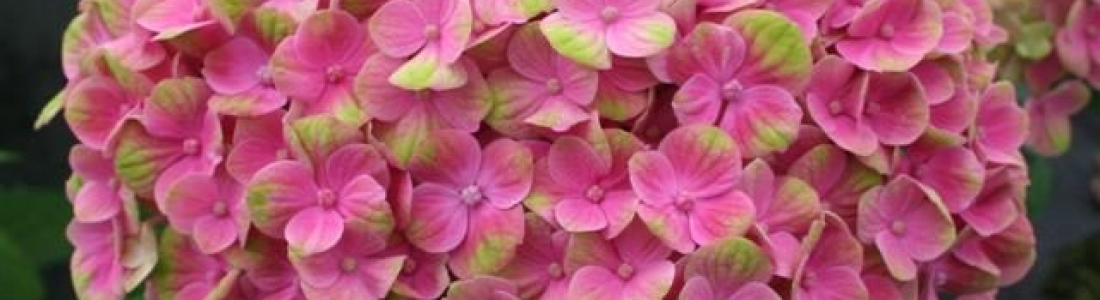 Hydrangea macrophylla ‘Magical Coral’® (pink-form) - Greenseasons
