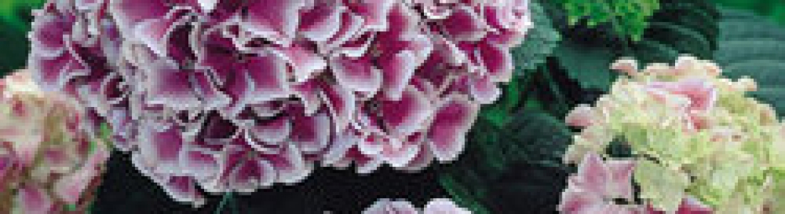 Hydrangea macrophylla ‘Magical Red Harlequin’ ® - Greenseasons