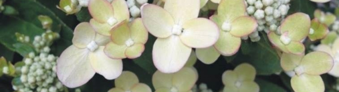 Hydrangea paniculata 'Polestar' ® ('Breg14') - Greenseasons