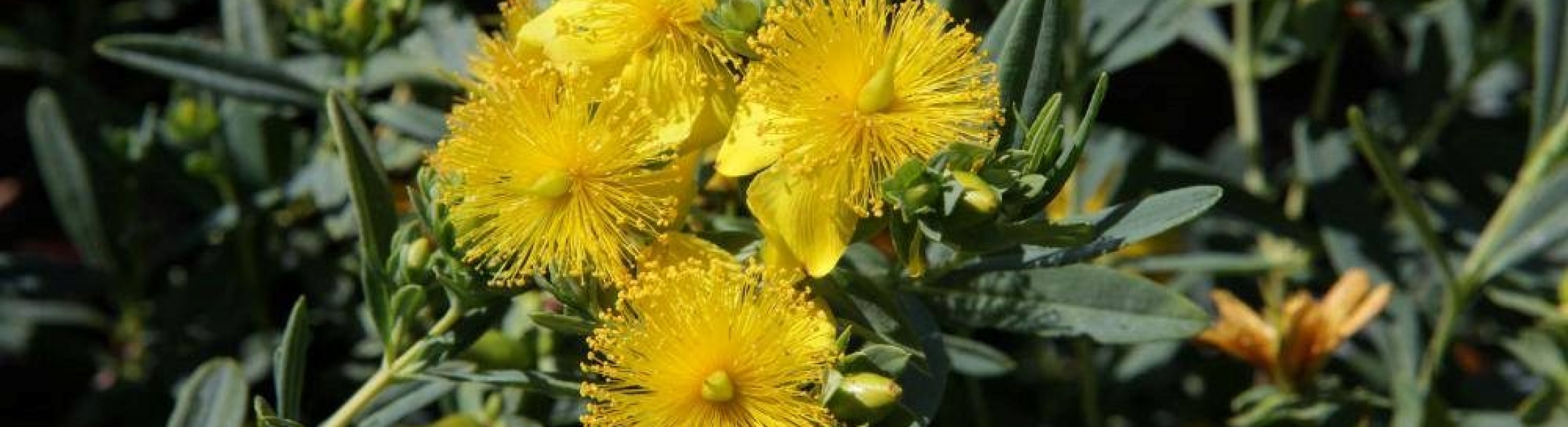 Hypericum kalmianum ‘Blue Velvet’ - Greenseasons