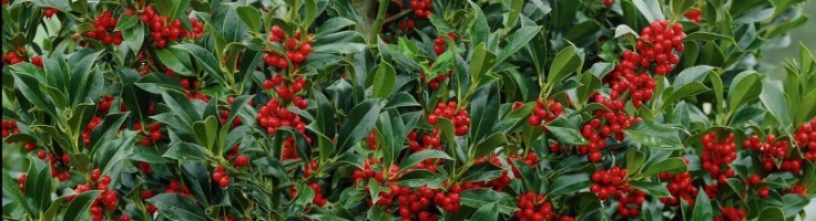 Ilex aquifolium ‘Pyramidalis’ - Greenseasons