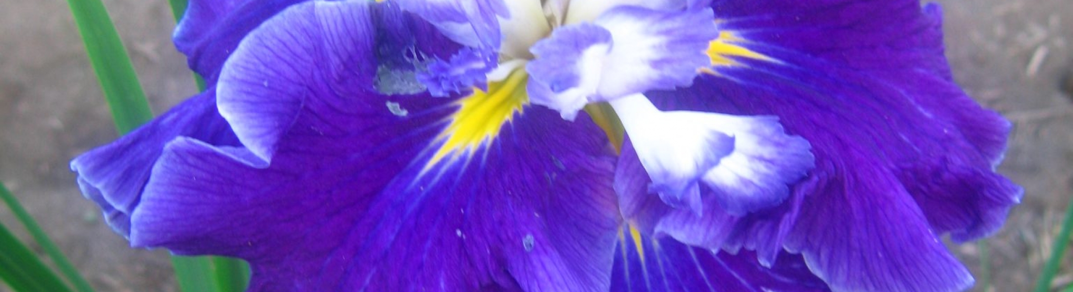 Iris ensata ‘Frosted Intrigue’ - Greenseasons