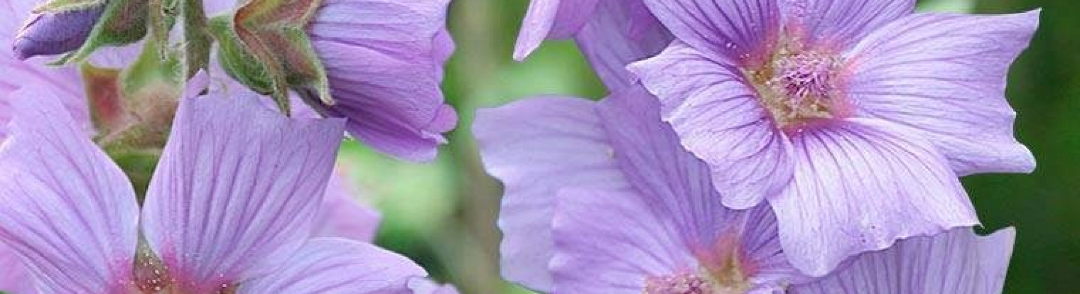 lavatera 'Blue Bird' ® ('Renlav') - Greenseasons