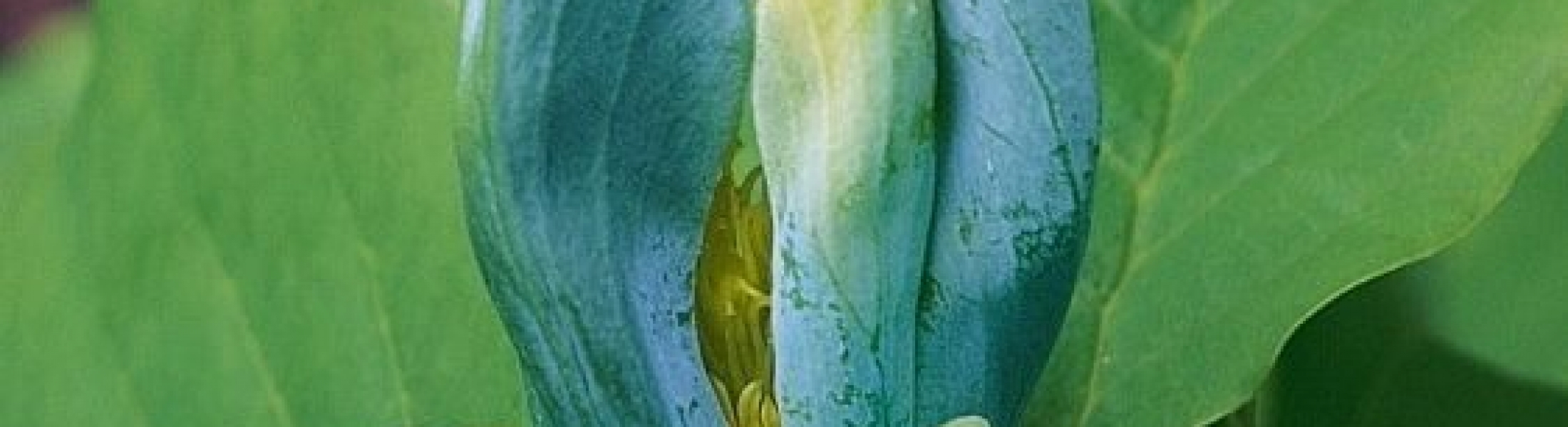 Magnolia acuminata 'Blue Opal' - Greenseasons