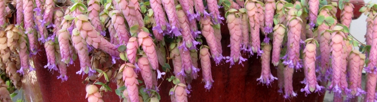 Origanum rotundifolium ‘Amethyst Falls’ ® - Greenseasons