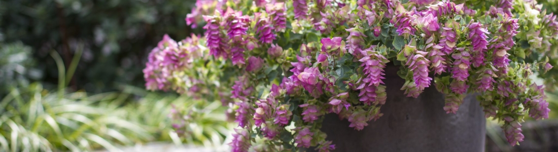 Origanum rotundifolium ‘Bellissimo’ ® - Greenseasons