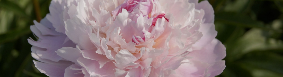 Paeonia 'Pecher' - Greenseasons