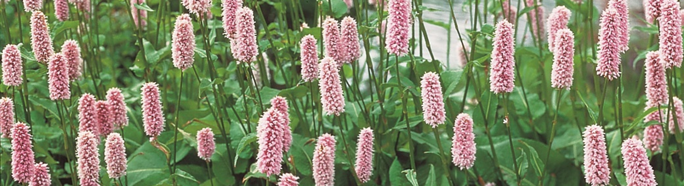 Persicaria bistorta ‘Superba’ - Greenseasons