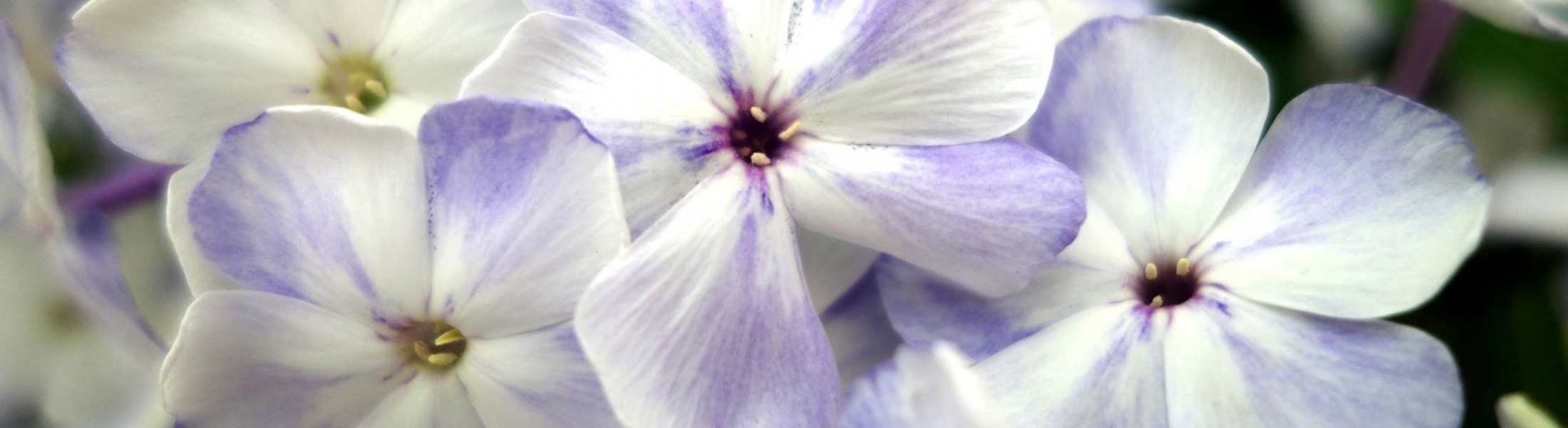 Phlox paniculata 'Volcano ® Lilac Splash' - Greenseasons