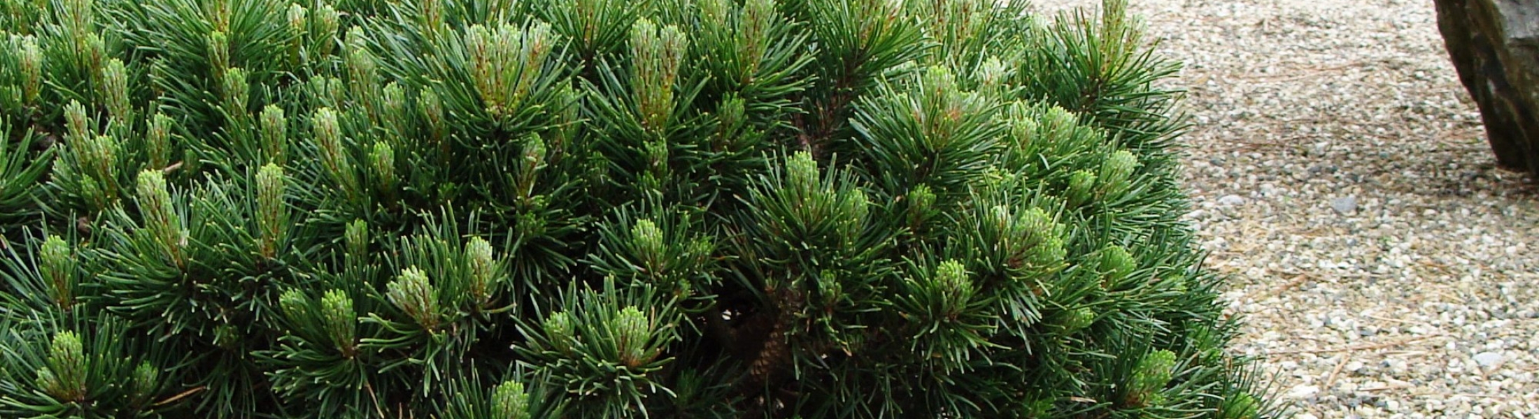 Pinus mugo 'Pumilio' - Greenseasons