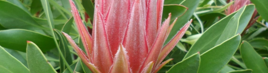 Protea cynaroides ‘Mini King’ - Greenseasons
