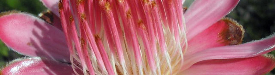 Protea punctate - Greenseasons