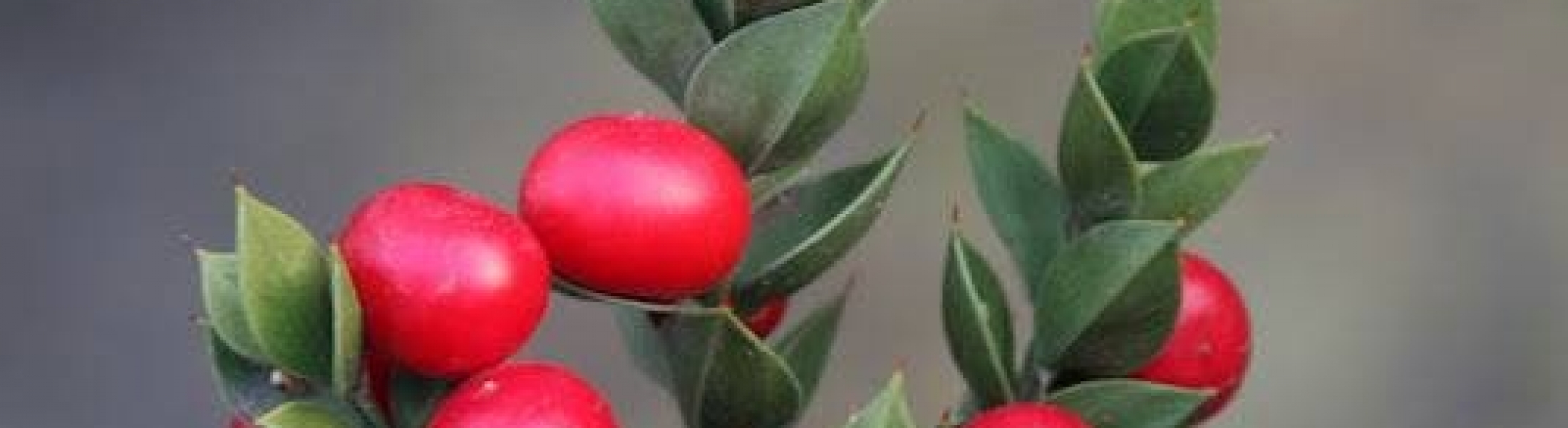 Ruscus aculeatus - Greenseasons