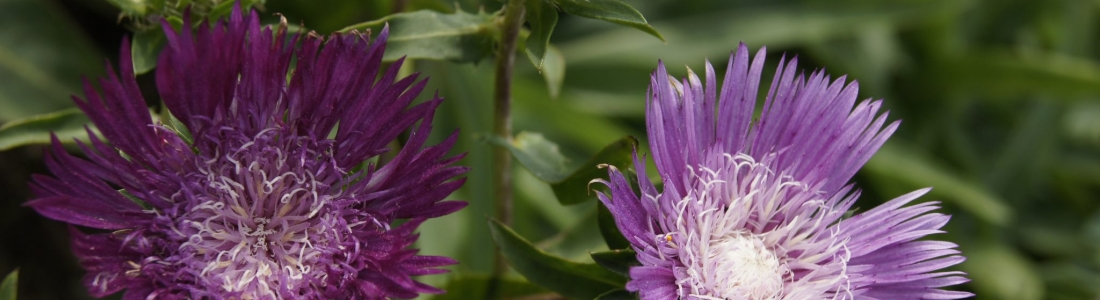 Stokesia laevis ‘Color Wheel’ - Greenseasons