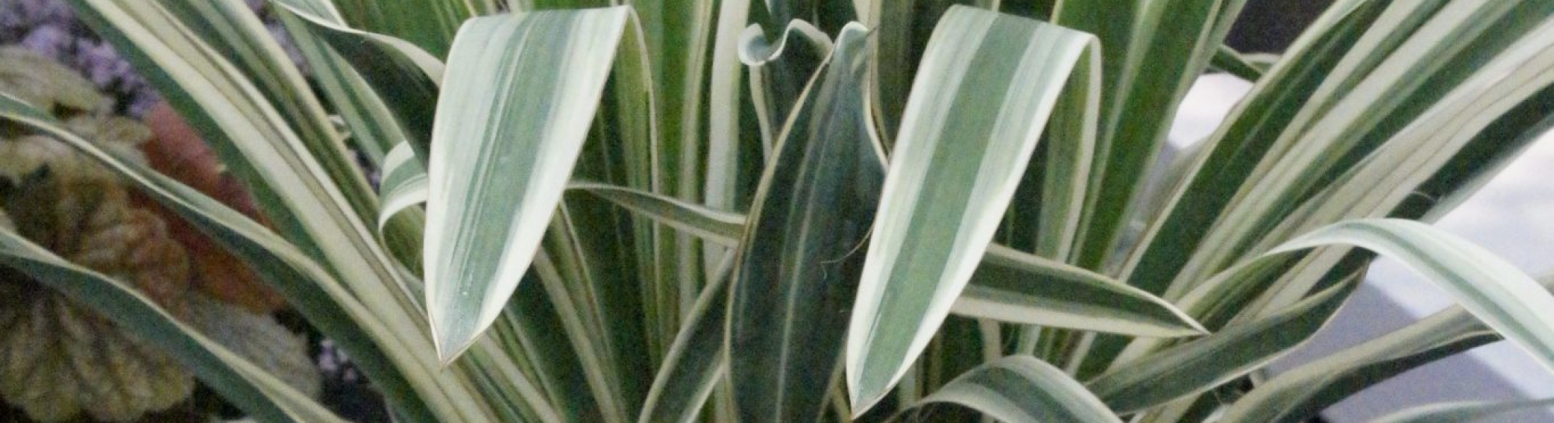 Yucca flaccida 'Ivory Towers' - Greenseasons